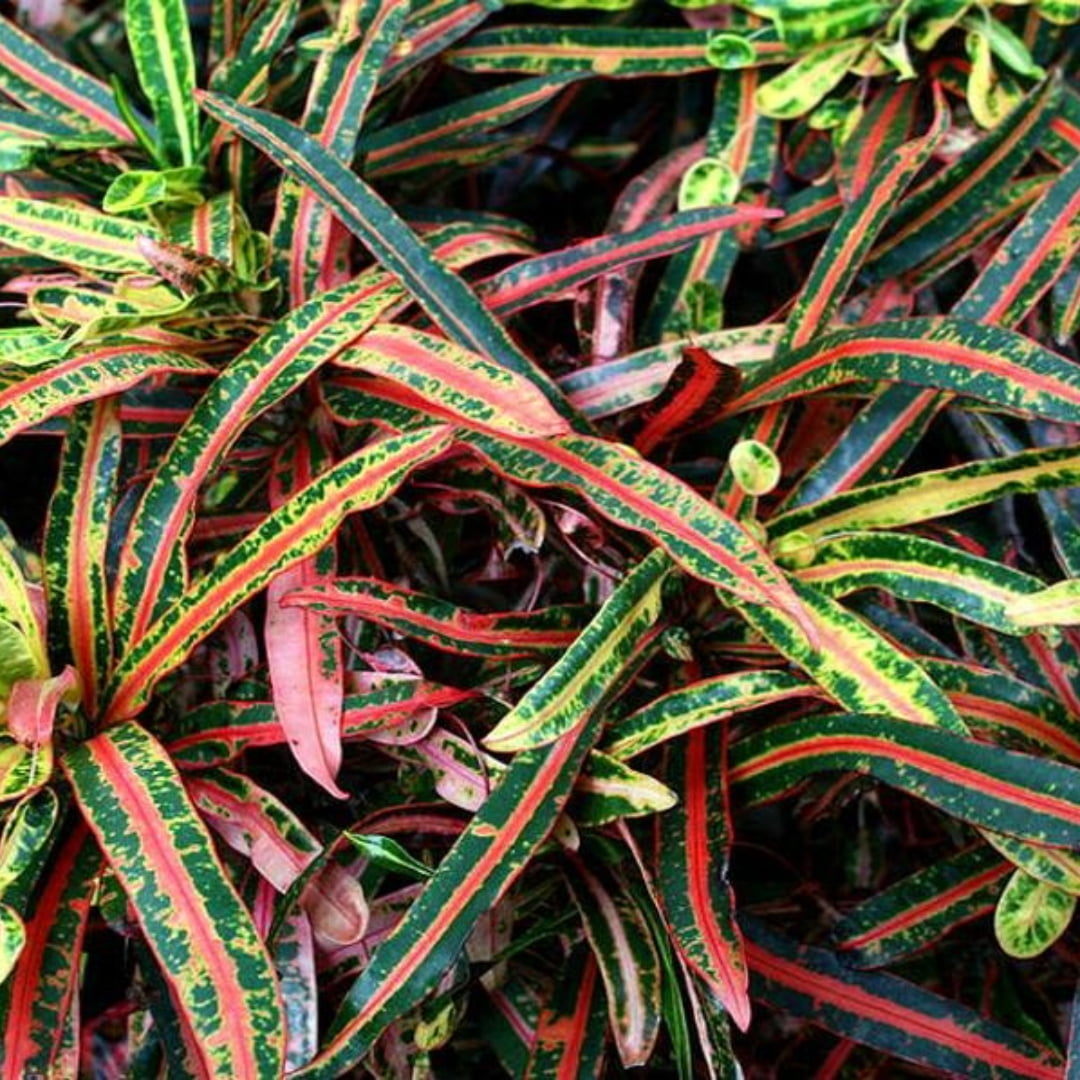 Croton Spp. (Multiple Varieties)